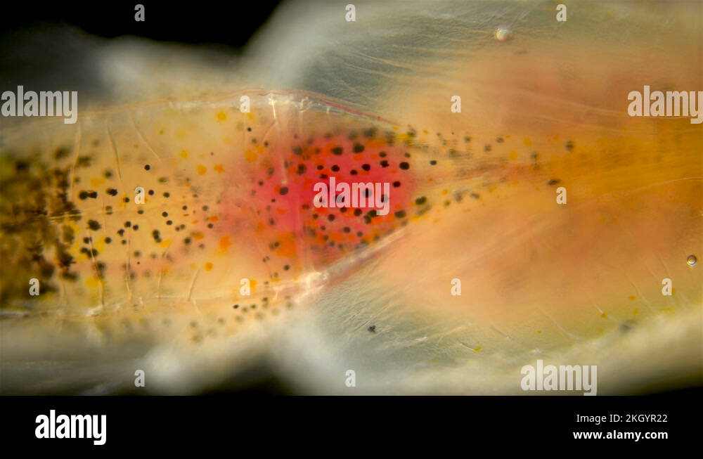 Fish needle Stock Videos & Footage - HD and 4K Video Clips - Alamy