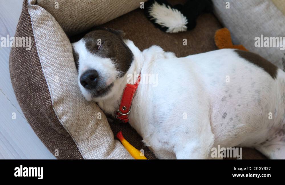 Funny sleeping dog Stock Videos & Footage - HD and 4K Video Clips - Alamy