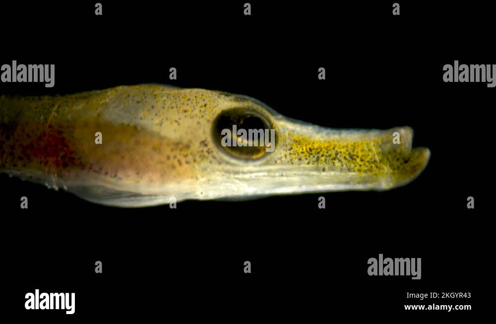 ordinary fish Syngnathus needle under a microscope Stock Video Footage ...