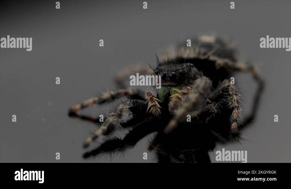 Insect Close Up Hairy Jumping Spider With Green Fangs And Big Eyes Invertebrat Stock Video