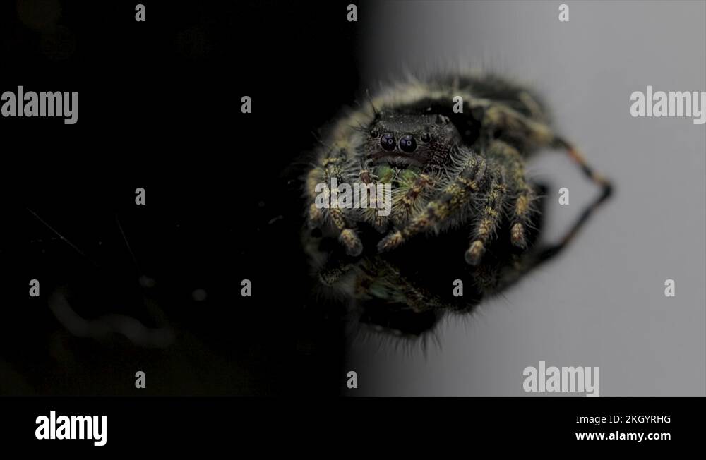 Jumping spider close up with hairy legs, eight eyes, and green fangs ...
