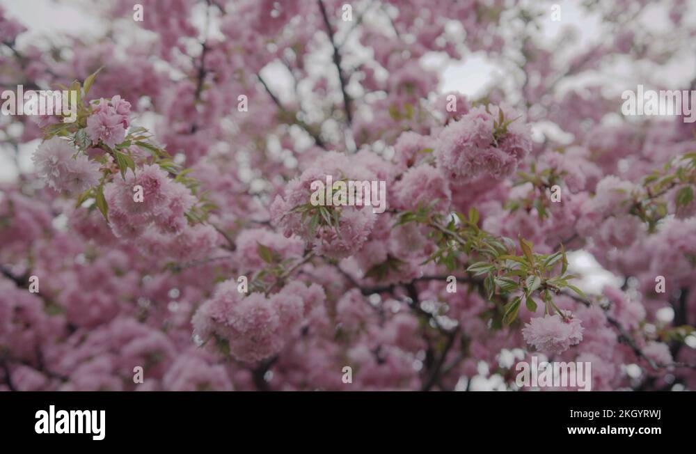 Cherry blossom pink park Stock Videos & Footage - HD and 4K Video Clips ...