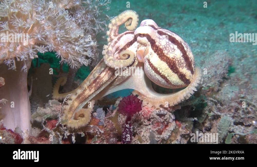 Mototi octopus Stock Videos & Footage - HD and 4K Video Clips - Alamy