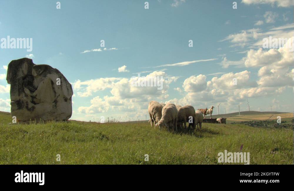 Sheep and goats in a clean environment Stock Video Footage - Alamy