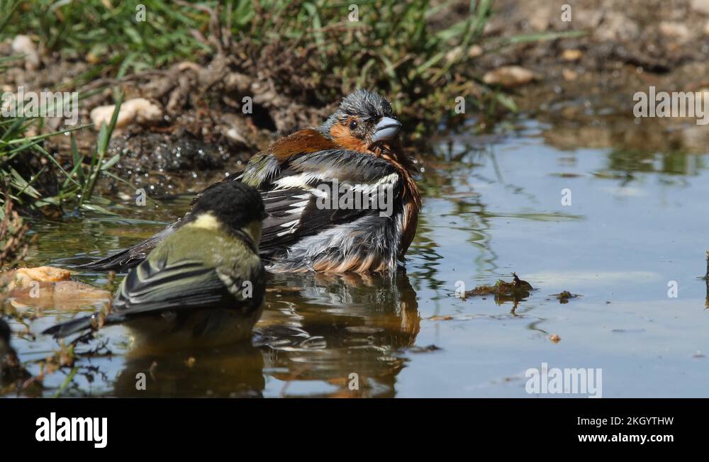 Bird bathing in puddle Stock Videos & Footage - HD and 4K Video Clips ...