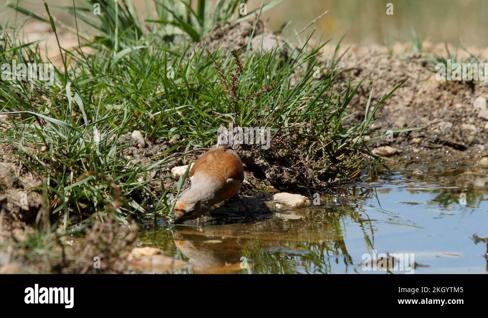Bird drinking water from puddle animal wildlife Stock Videos & Footage ...