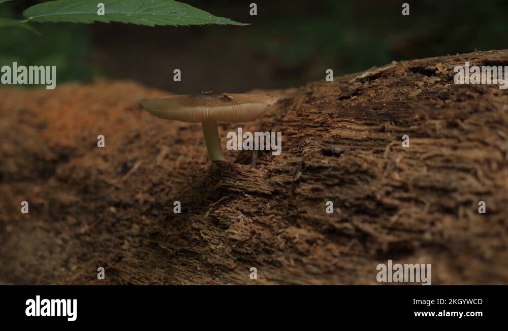 Mycelium tree Stock Videos & Footage - HD and 4K Video Clips - Alamy