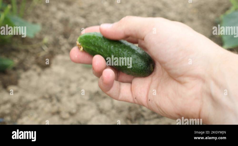 Hand holding cucumber Stock Videos & Footage - HD and 4K Video Clips ...