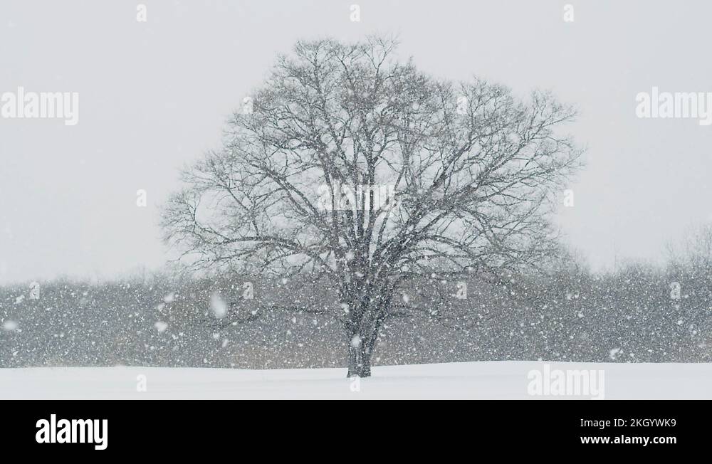 Winter elm tree Stock Videos & Footage - HD and 4K Video Clips - Alamy