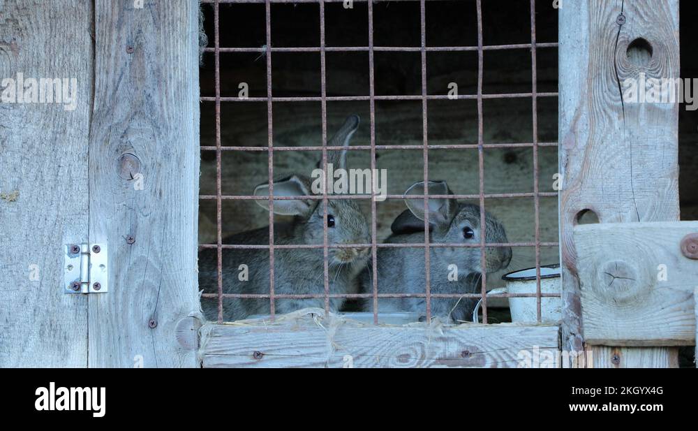 Behind bars in Stock Videos & Footage - HD and 4K Video Clips - Alamy