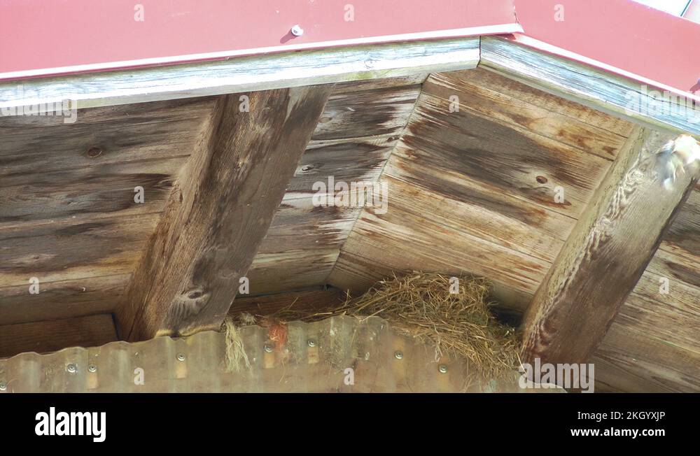 Fly nest Stock Videos & Footage - HD and 4K Video Clips - Alamy