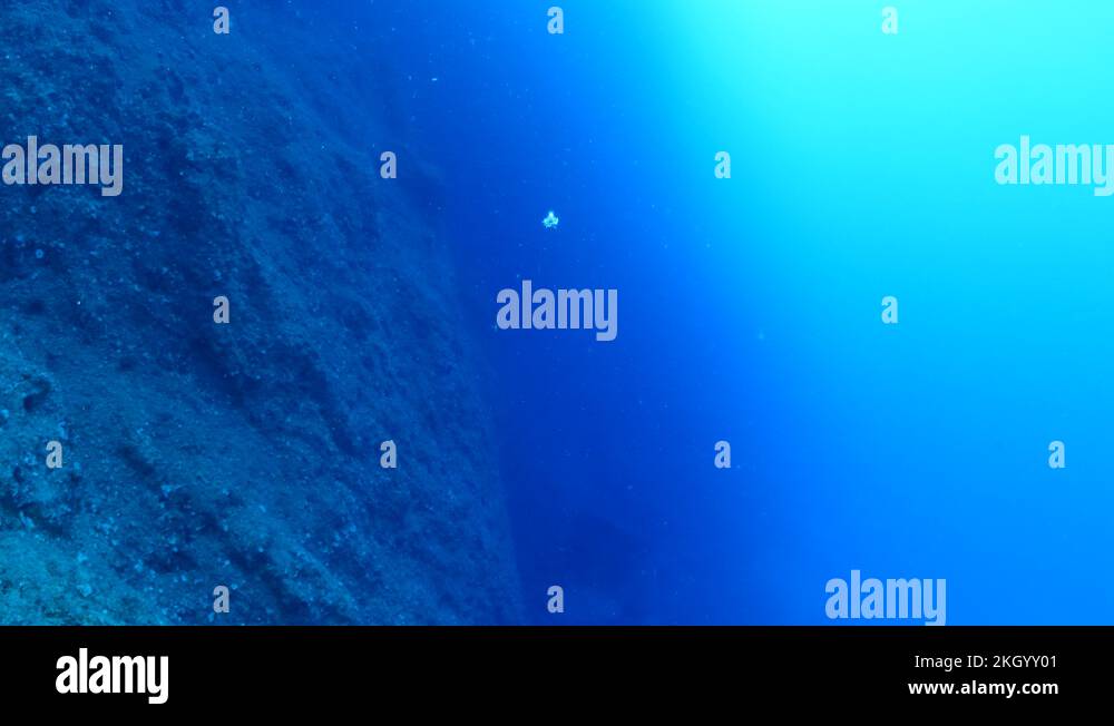 Turritopsis nutricula Turritopsis dohrnii Oceania O. armata immortal ...