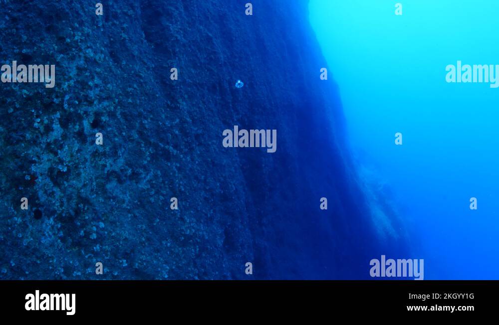 Turritopsis nutricula Turritopsis dohrnii Oceania O. armata immortal ...