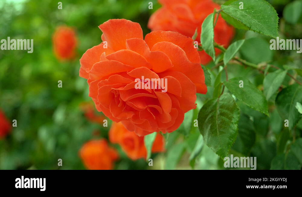 Orange shrub rose Stock Videos & Footage - HD and 4K Video Clips - Alamy