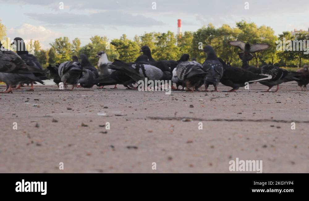 Crowd of animal Stock Videos & Footage - HD and 4K Video Clips - Alamy