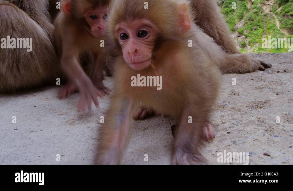 Jigokudani yaen koen Stock Videos & Footage - HD and 4K Video Clips - Alamy