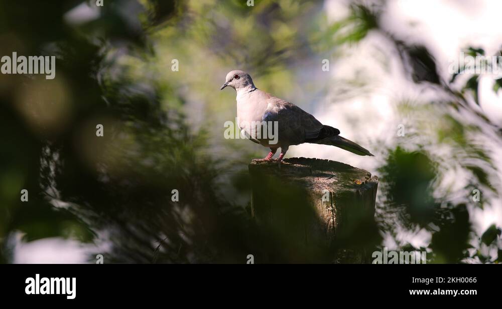 Collared dove garden bird Stock Videos & Footage - HD and 4K Video ...