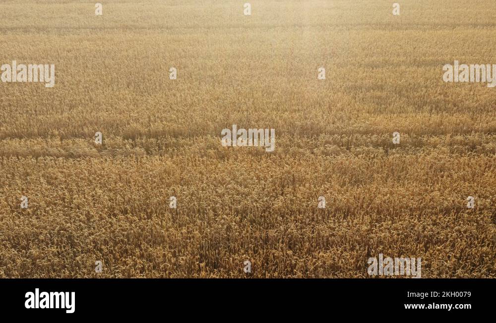Aerial side view of yellow summer wheat field at sunset. Agriculture ...