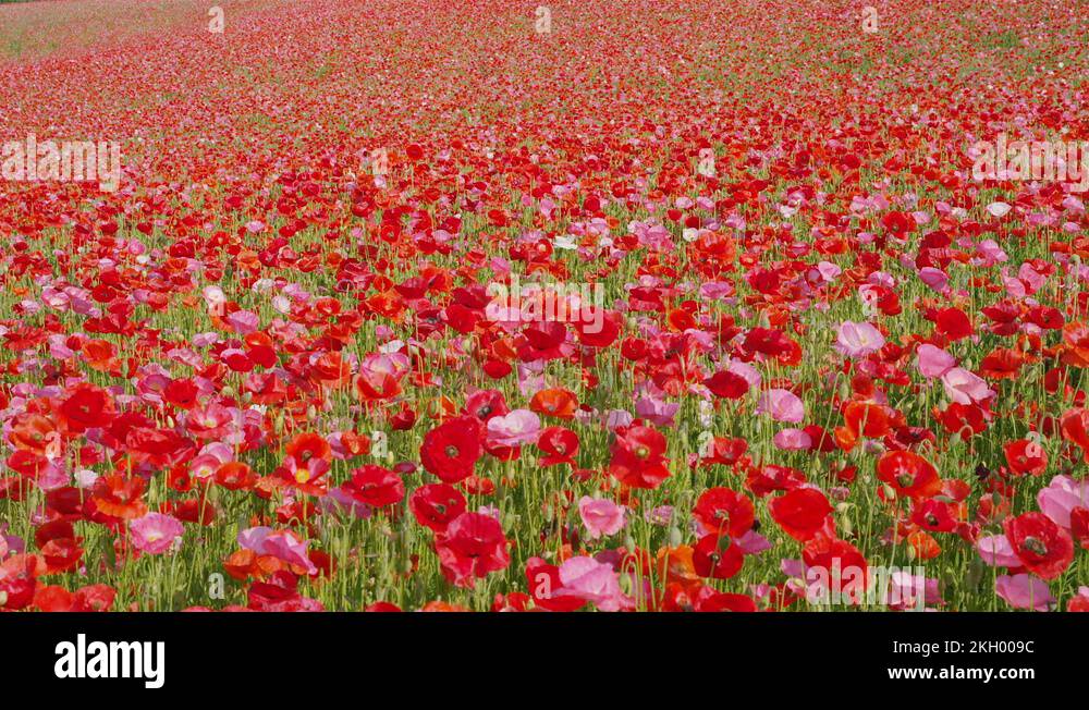Poppy field at Chichibu Kogen Bokujo, Saitama, Japan Stock Video ...
