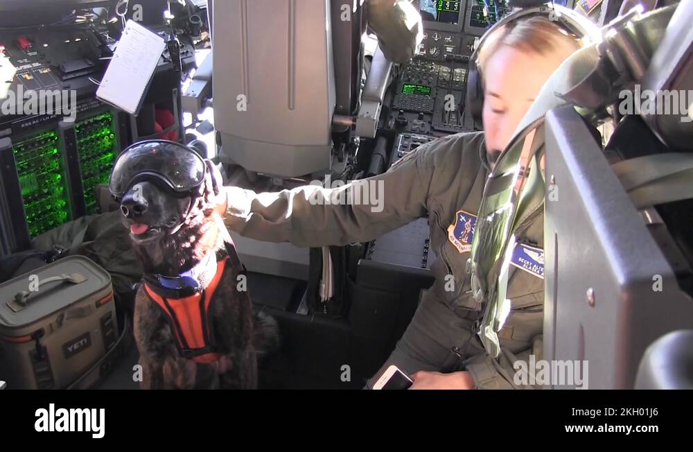 Parachute dog military Stock Videos & Footage - HD and 4K Video Clips ...