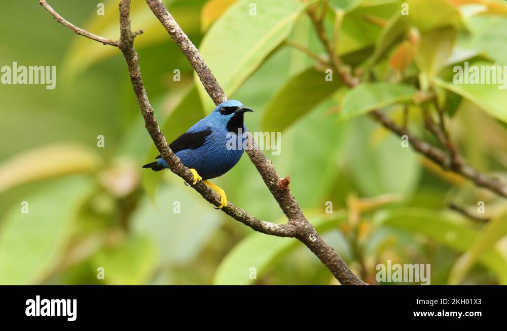 Shining Honeycreeper - Cyanerpes lucidus small bird in the tanager ...
