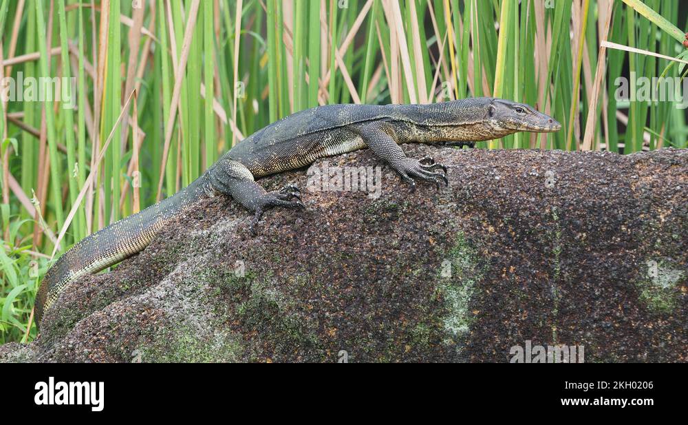 Asian water monitor with large tongue Stock Videos & Footage - HD and ...