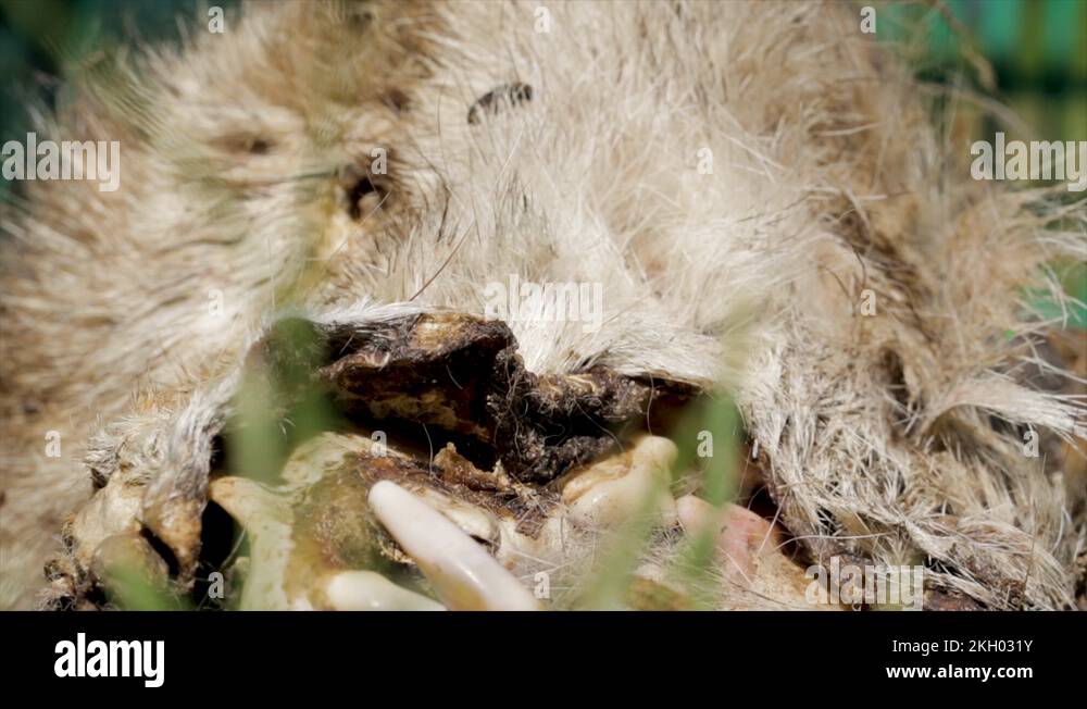 Science insects Stock Videos & Footage - HD and 4K Video Clips - Alamy