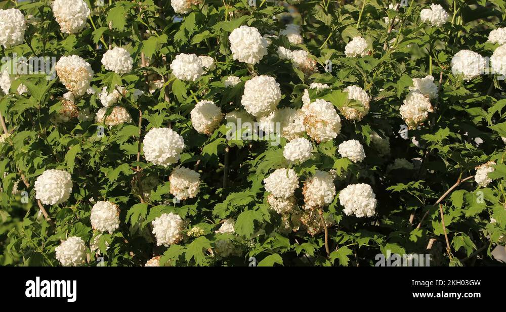 Summer buds Stock Videos & Footage - HD and 4K Video Clips - Alamy