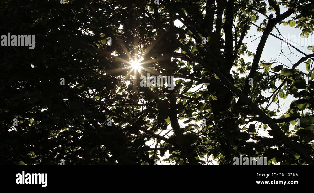 light of the sun breaks through the branches of the trees in summer ...