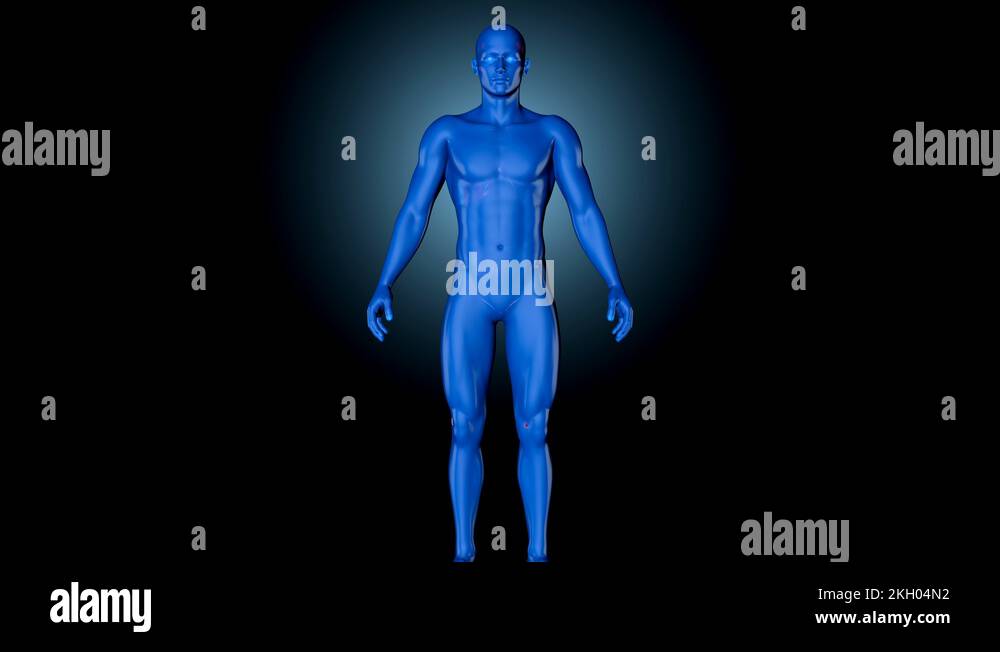 Anatomy visualisation of the hitman body with all its organs Stock ... Anatomy visualisation of the hitman body with all its organs Stock ...