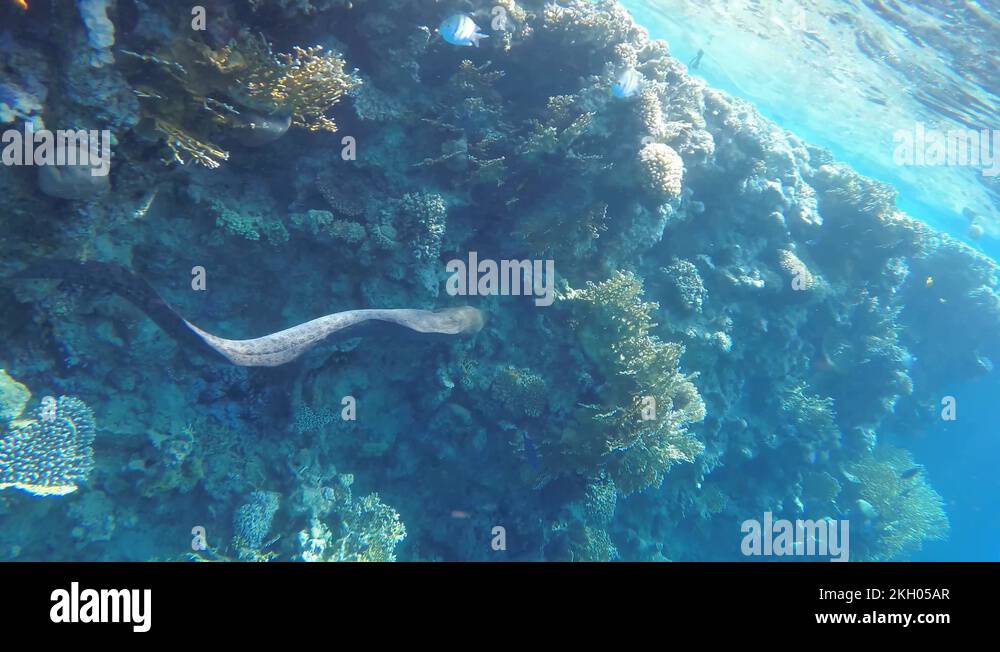 Coral snake teeth Stock Videos & Footage - HD and 4K Video Clips - Alamy