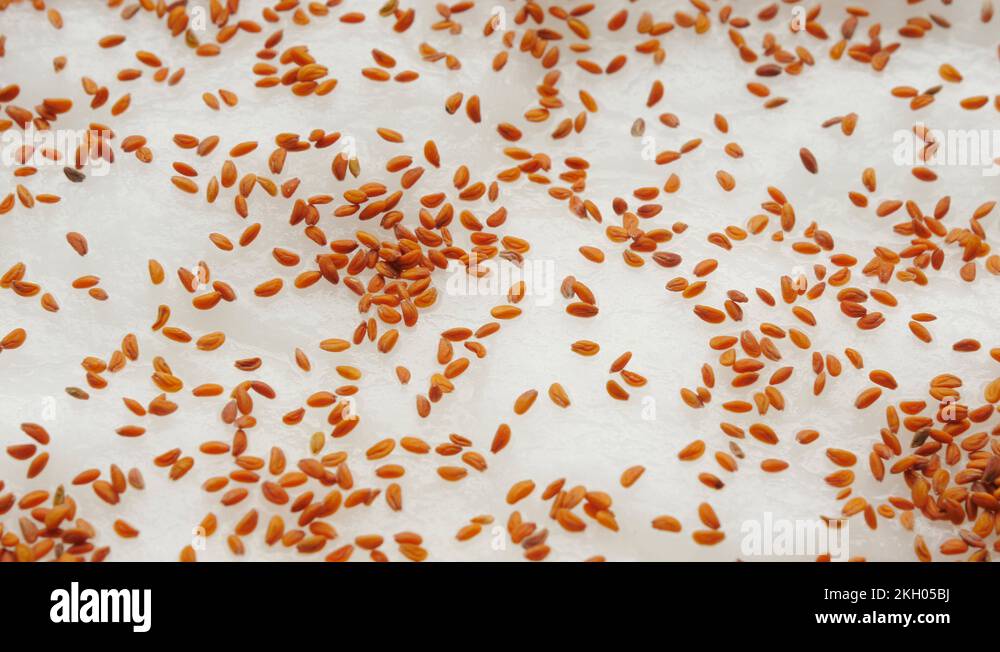 Cress seeds Stock Videos & Footage - HD and 4K Video Clips - Alamy
