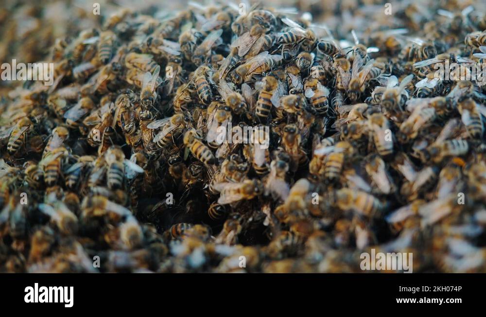 Bug colonies Stock Videos & Footage - HD and 4K Video Clips - Alamy