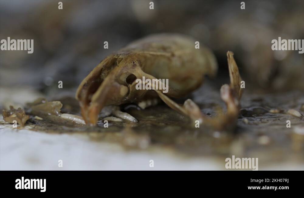 Stages of decomposition Stock Videos & Footage - HD and 4K Video Clips - Alamy