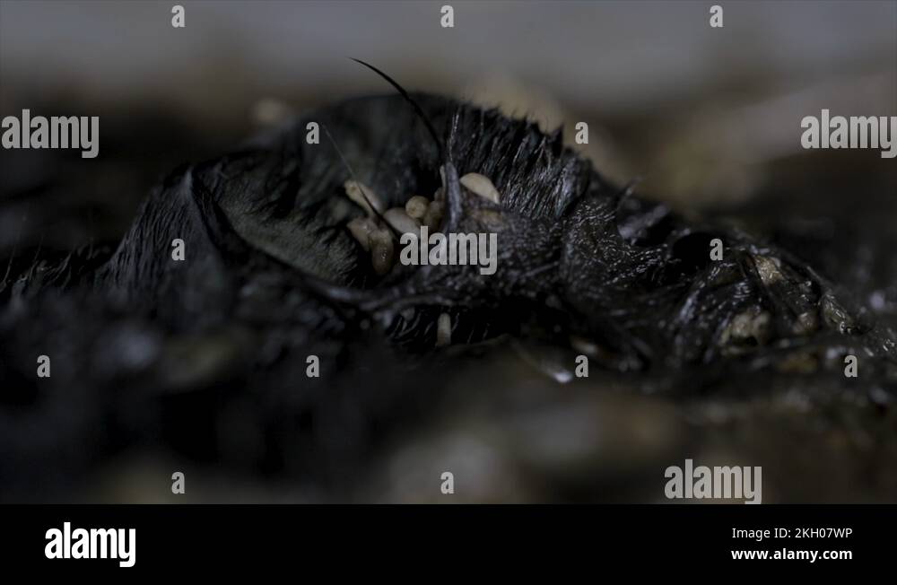 Disease infection sickness death close up. Maggots eating dead animal ...