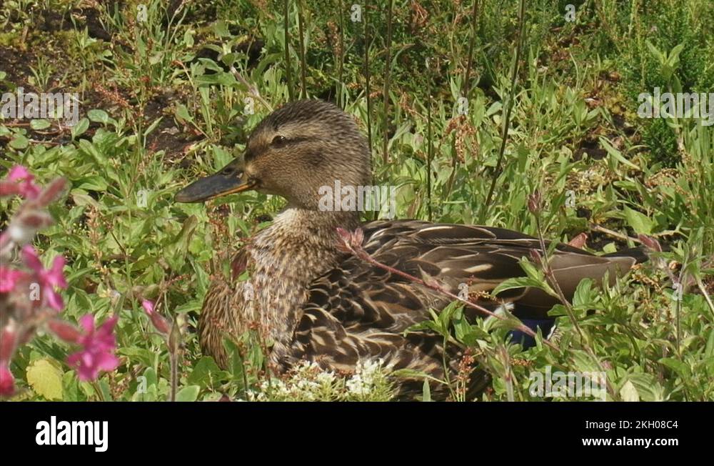 Swamp duck Stock Videos & Footage - HD and 4K Video Clips - Alamy