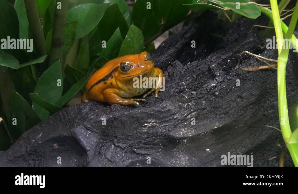 Amphibian biology Stock Videos & Footage - HD and 4K Video Clips - Alamy
