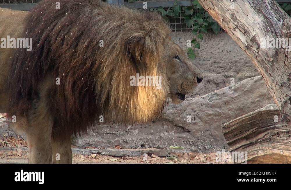 Animals roaring Stock Videos & Footage - HD and 4K Video Clips - Alamy