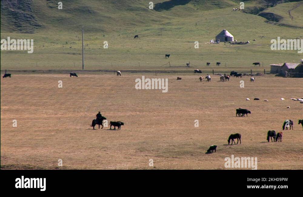 Horse man cattle Stock Videos & Footage - HD and 4K Video Clips - Alamy