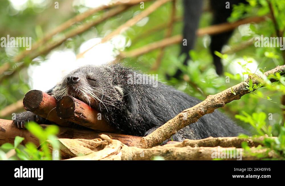 Palawan bearcat Stock Videos & Footage - HD and 4K Video Clips - Alamy