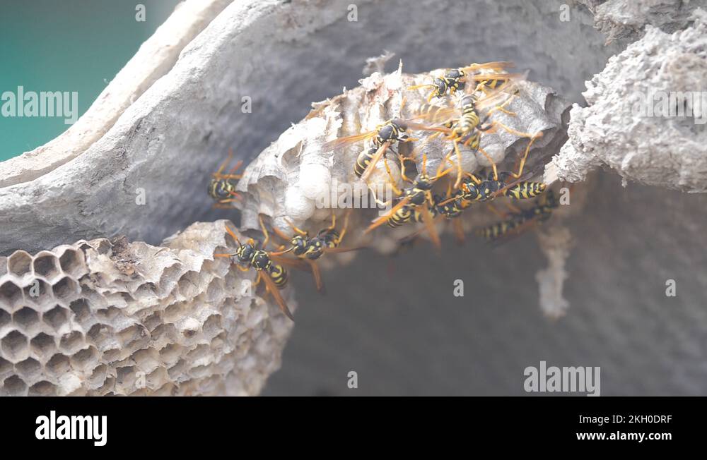 wasps under the roof of the house pests. wasps nest. lifestyle wild wasp slow Stock Video ...