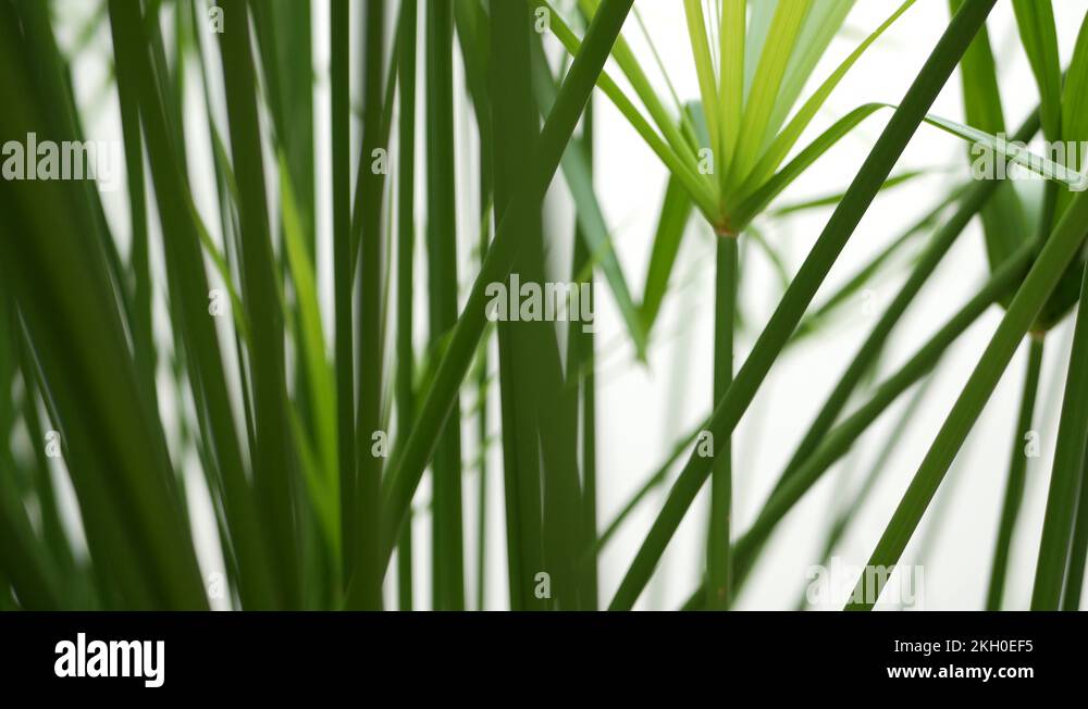 Tropical fresh green leaves Stock Videos & Footage - HD and 4K Video ...