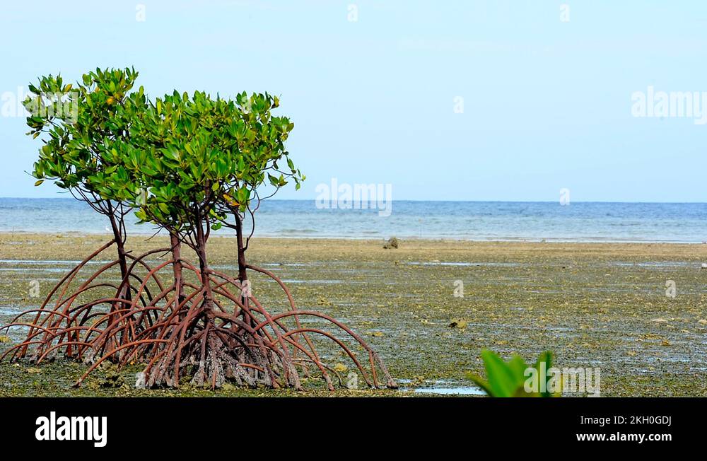 Mangrove Trees On land During Low Tide, Philippines Stock Video Footage ...