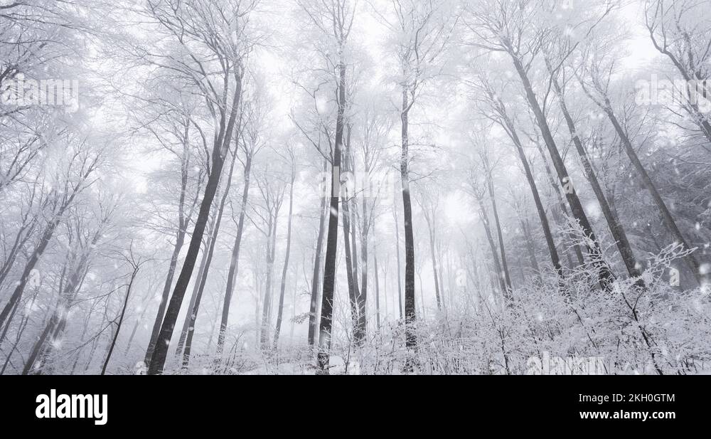 Beech with fog and frost Stock Videos & Footage - HD and 4K Video Clips ...