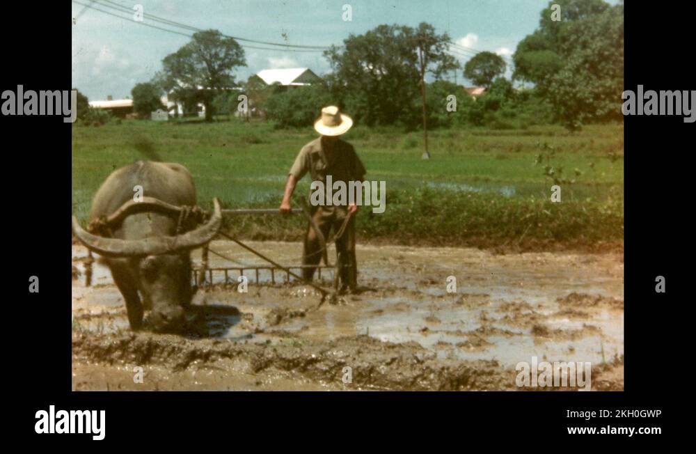 Ox pulling plow Stock Videos & Footage - HD and 4K Video Clips - Alamy