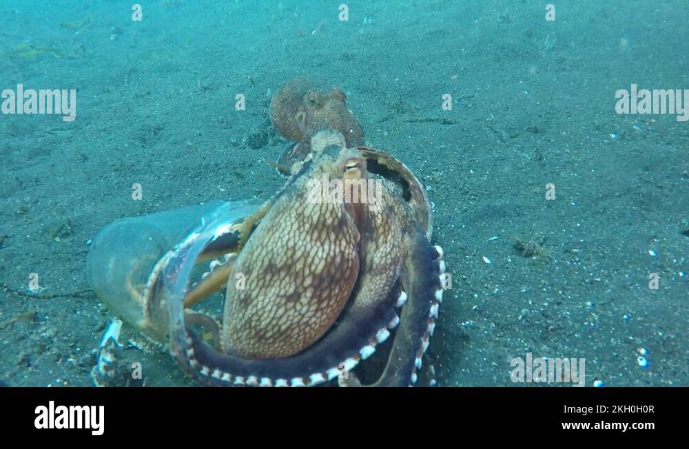 Ocean trash octopus Stock Videos & Footage - HD and 4K Video Clips - Alamy