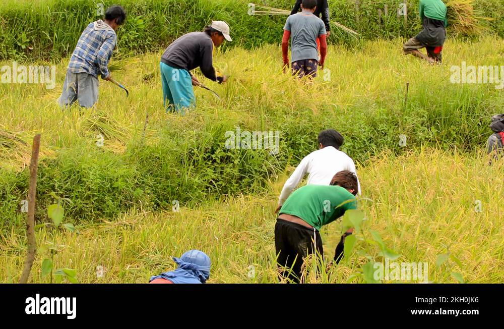 Rice Paddy Field Workers Harvesting Rice, Philippines Stock Video ...
