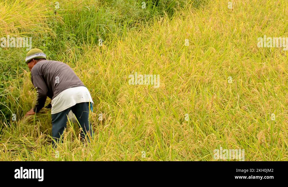 Filipino Farm Workers Harvesting Rice in A Paddy, Panay, Philippines ...