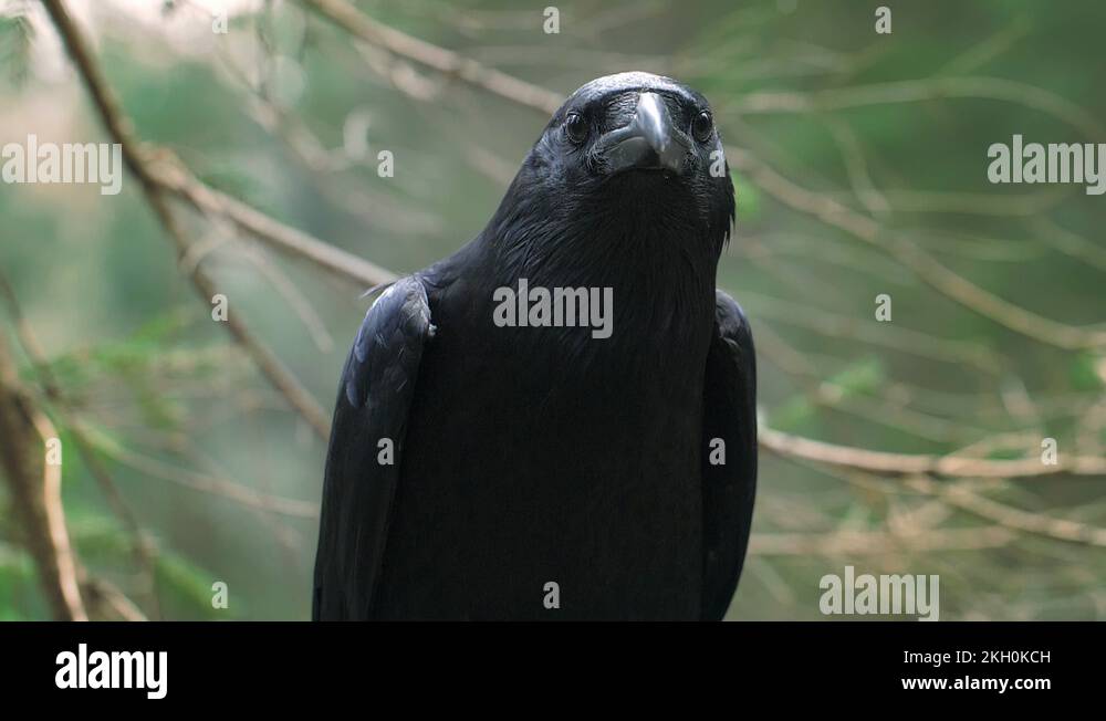 Raven with prey Stock Videos & Footage - HD and 4K Video Clips - Alamy