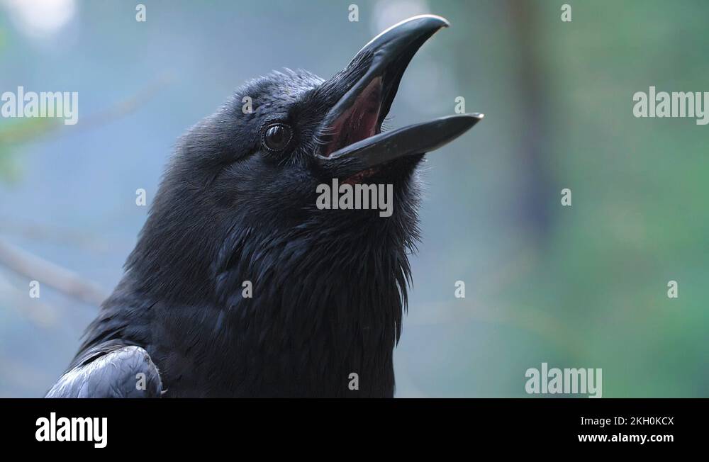 Raven closeup Stock Videos & Footage - HD and 4K Video Clips - Alamy